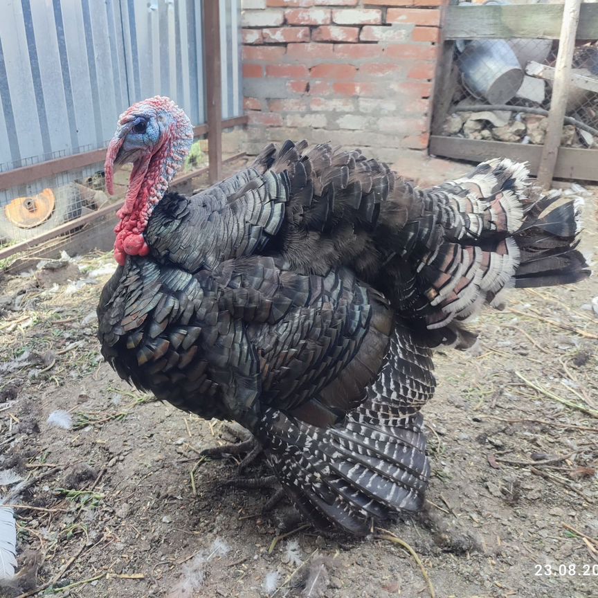 Индюки живым весом