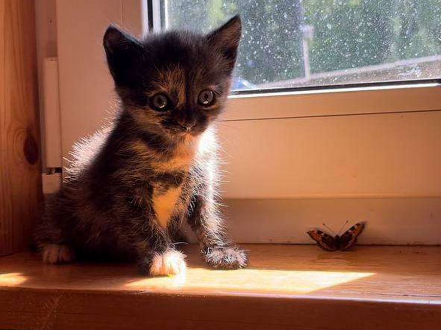 Котёнок в добрые руки