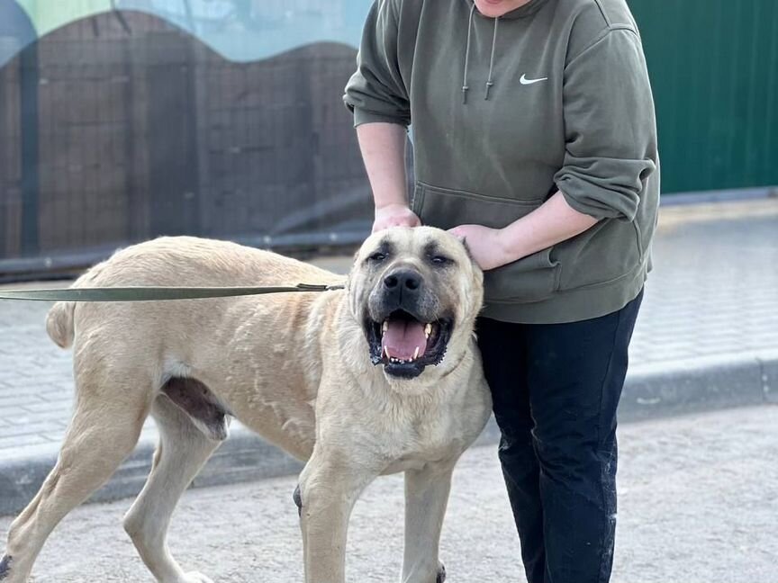 Шах, турецкий кангал