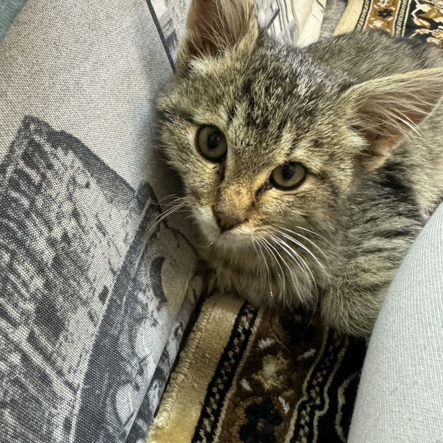 Котята в добрые руки бесплатно