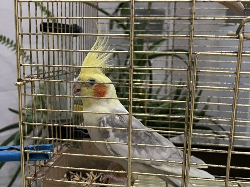 Попугай корелла