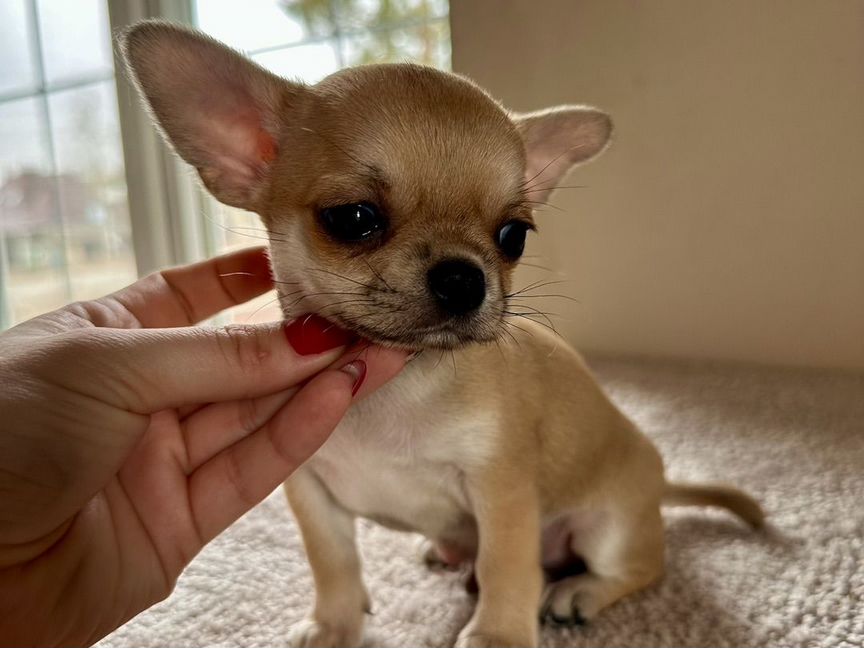 Чихуахуа кобель