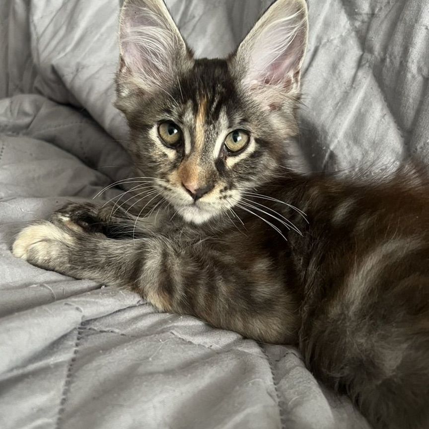 Мейн-кун котёнок