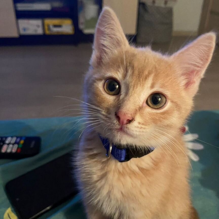 Котики бесплатно в добрые руки