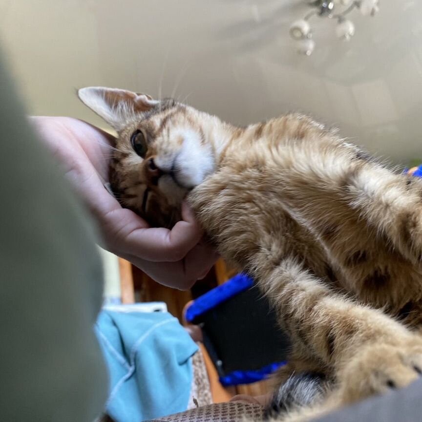 Котята в добрые руки даром бесплатно кот