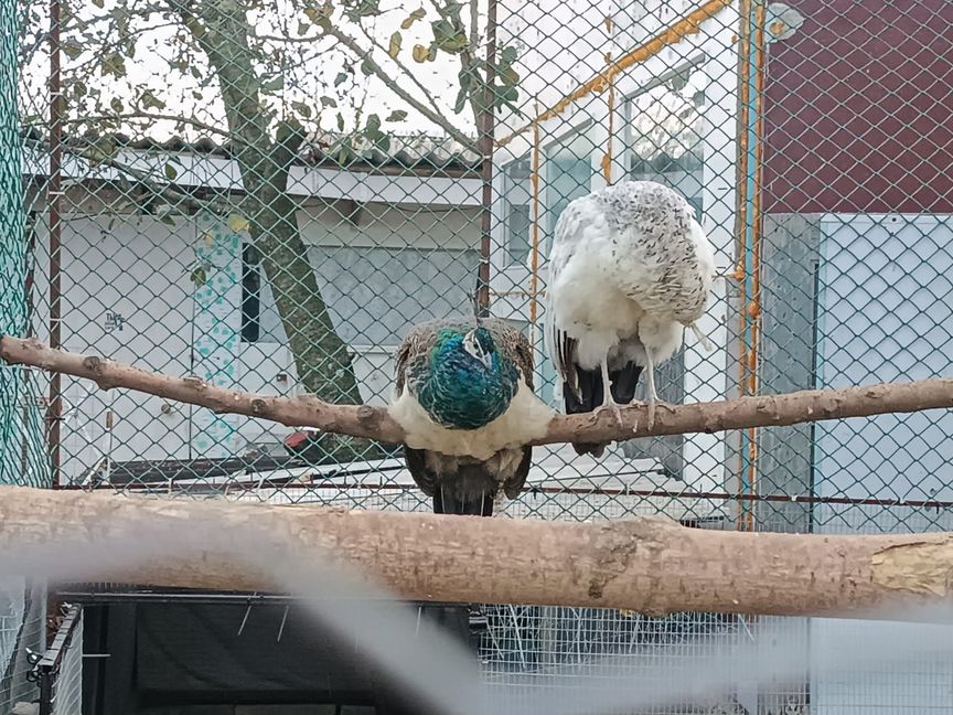 Павлин арлекин яша