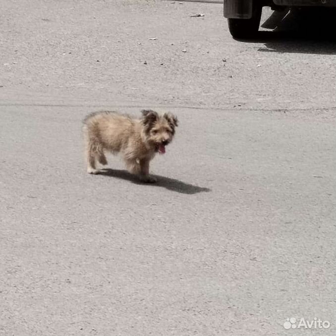 Хозяин найдись,потеряшка