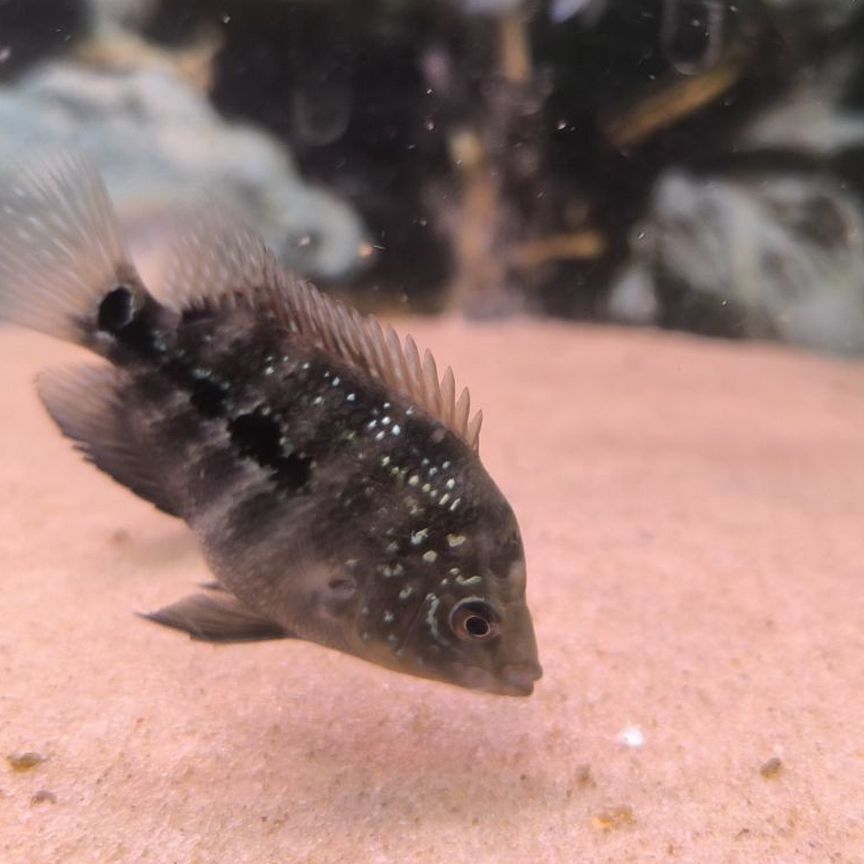 Хорн-попугай