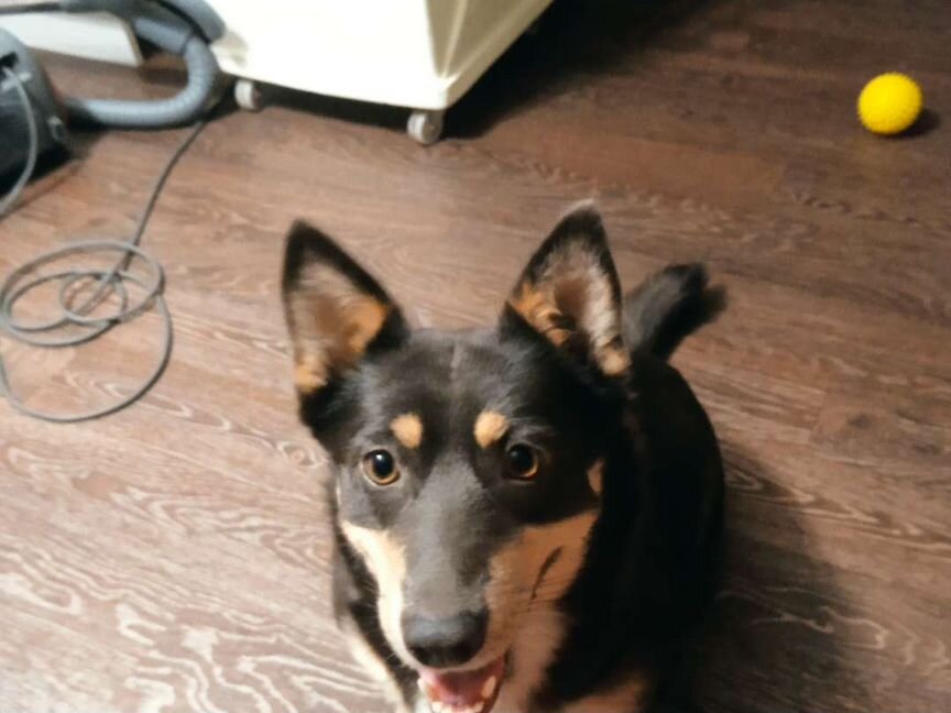 Собака в добрые руки