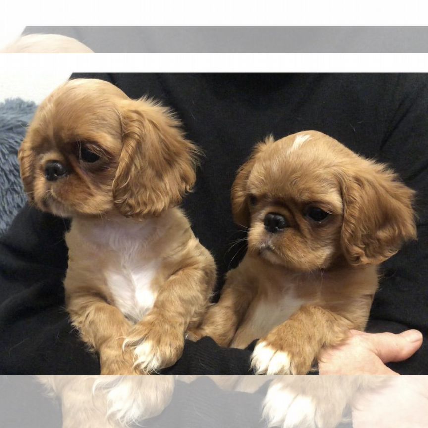 Кавалер кинг-чарльз-спаниель, щенок