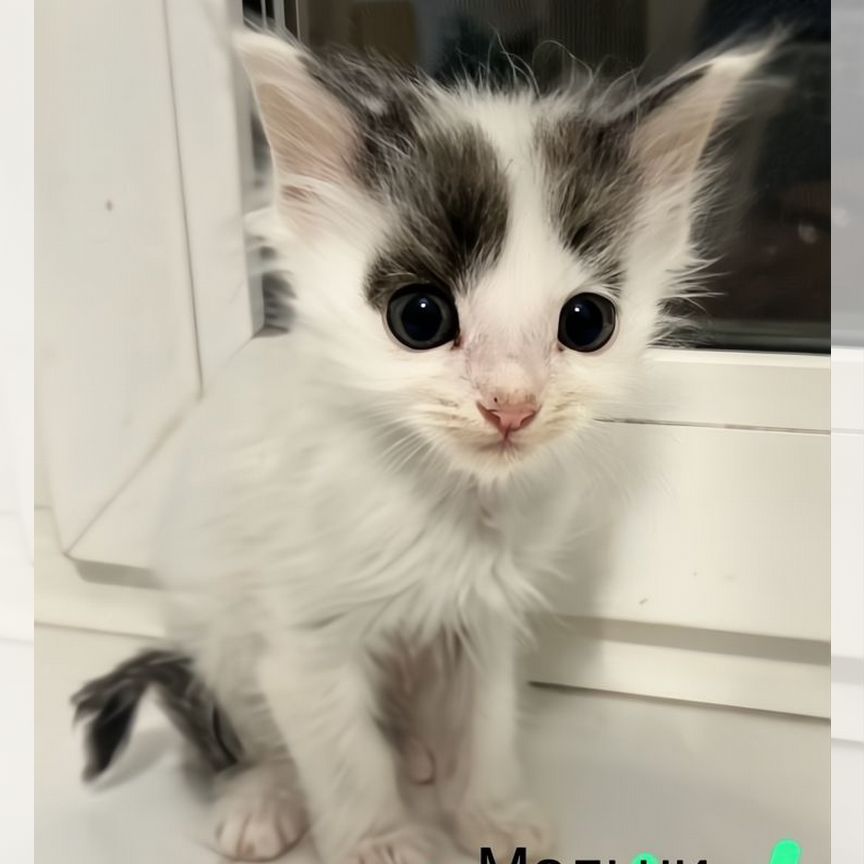 Котёнок от частного владельца