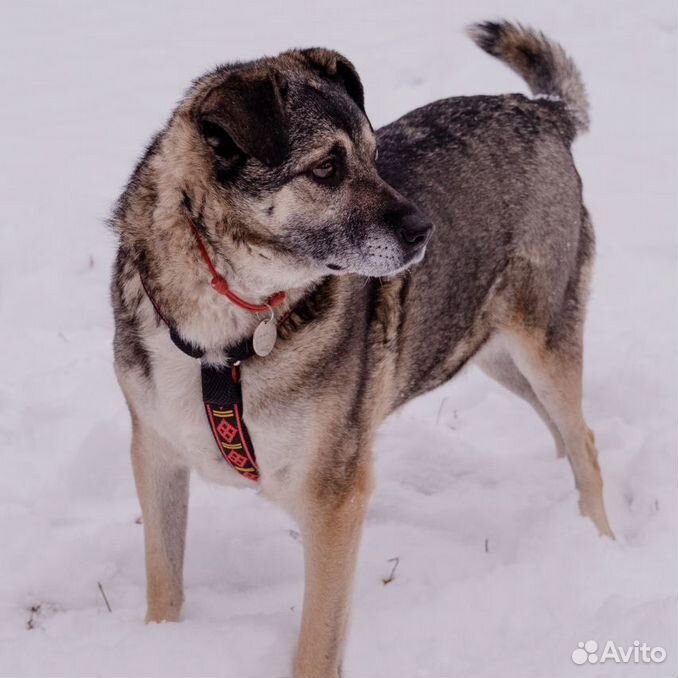 Собака в добрые руки. Степка