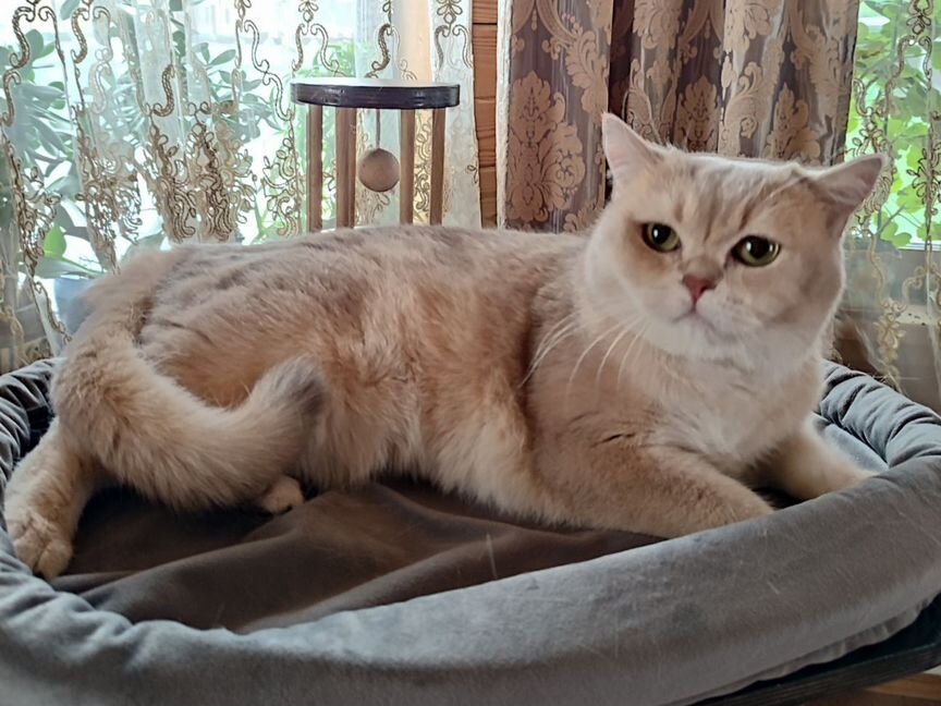 Лиловая золотая мадам