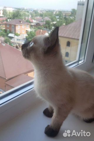 Котята тайской кошки