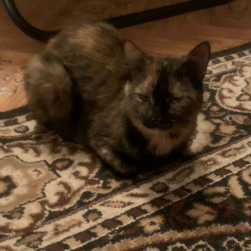 Кошка