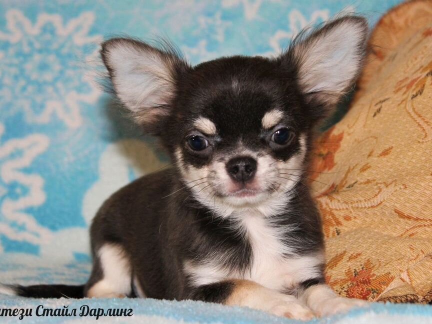 Мальчишки чихуашки д.ш. голубо и черно подпалые