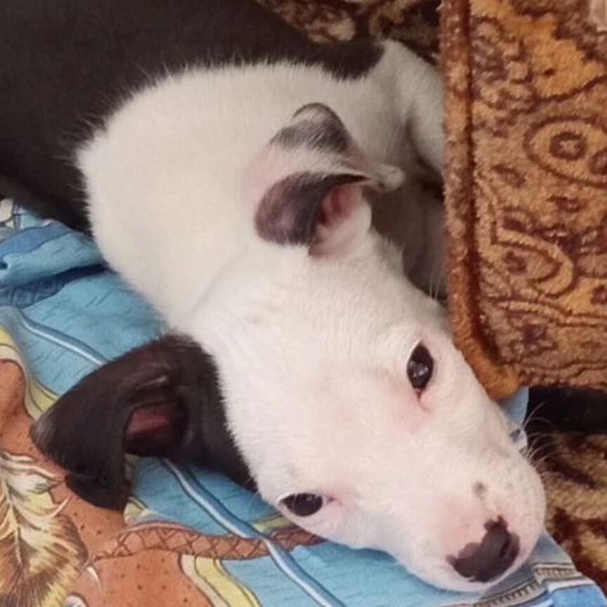 Американский стаффордширский терьер, щенок