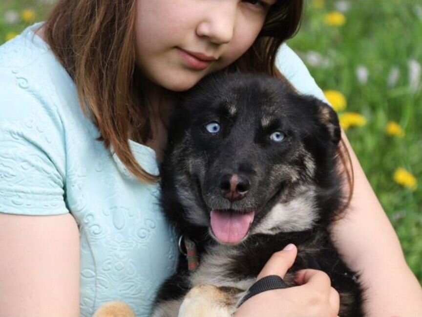 Голубоглазая собачка Мальвина 8 кг