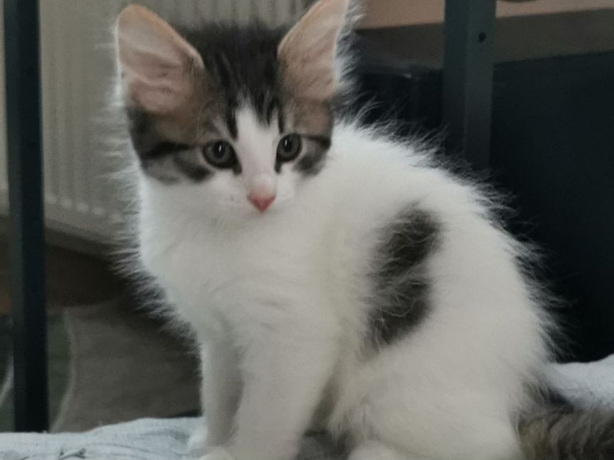 Котята в добрые руки бесплатно мальчик и девочки