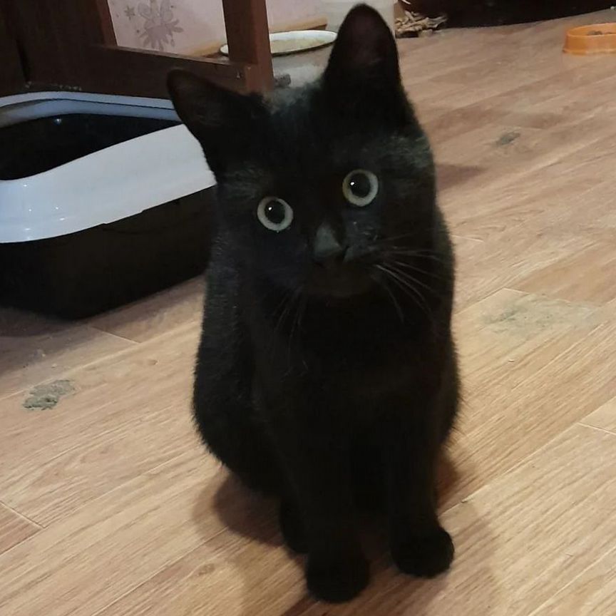 Котёнок в добрые руки