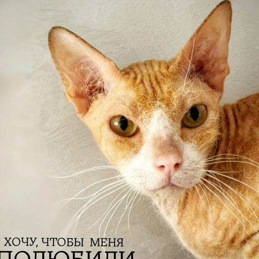 Рыжий сфинкс