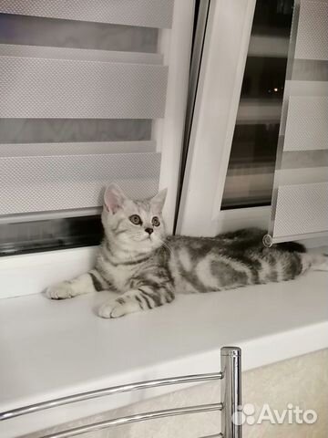 Шотландская прямоухая кошка