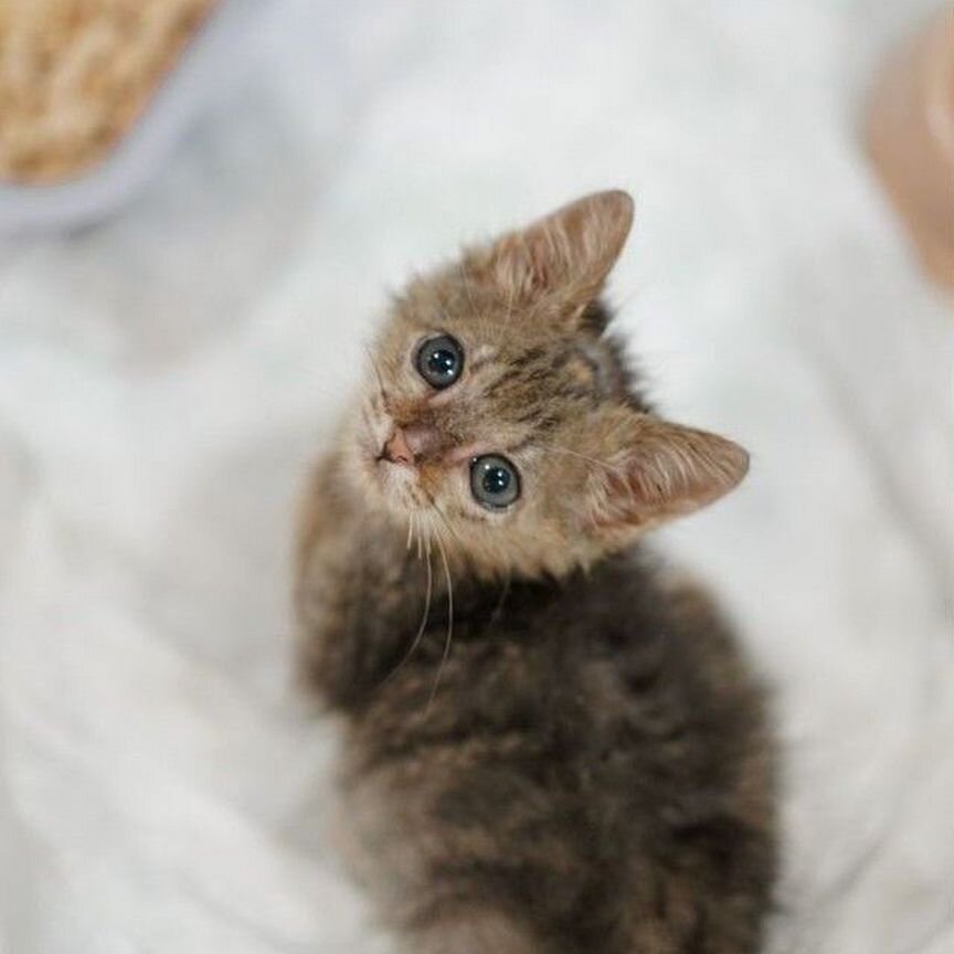Котёнок Малинка ищет дом, 2 мес. В добрые руки