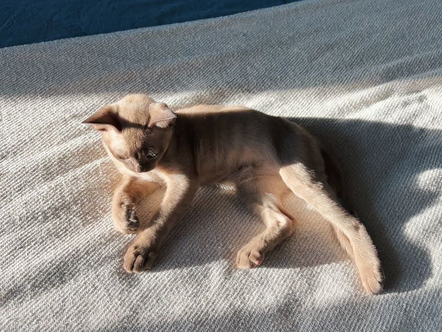 Котенок бурманской кошки