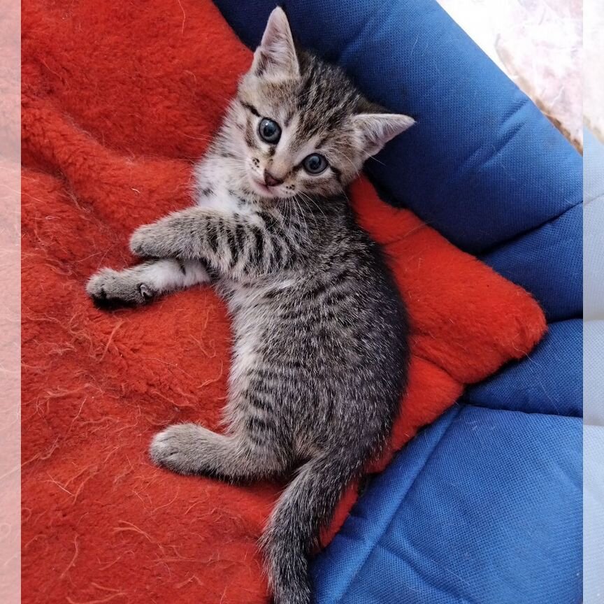 Котёнок