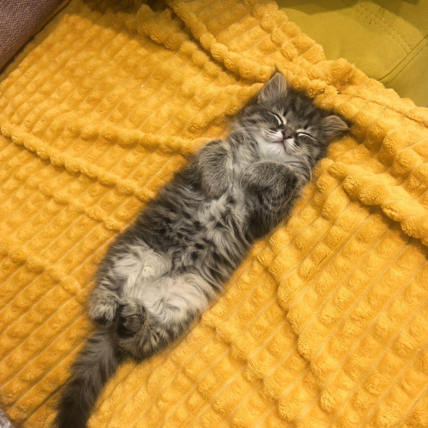 Котёнок