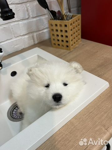 Щенки самоеда