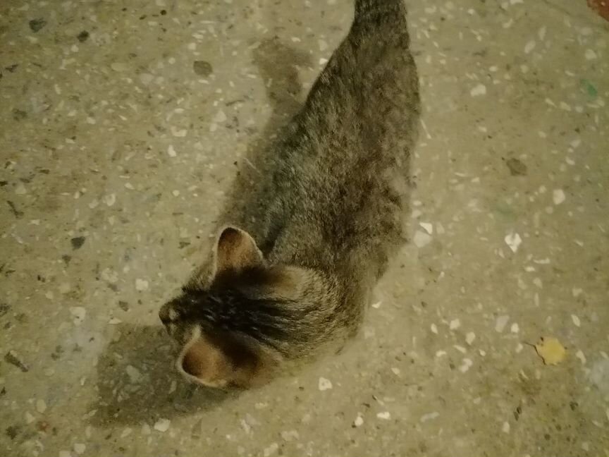 Котенок. Заберите, пожалуйста. Около 4ех месяцев