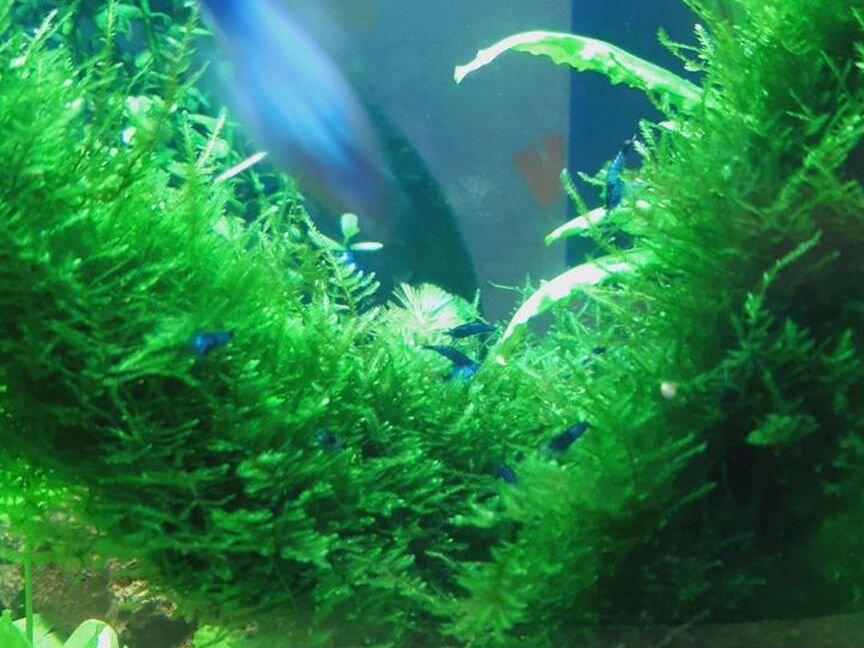 Креветки блю дрим.Домики для сомов