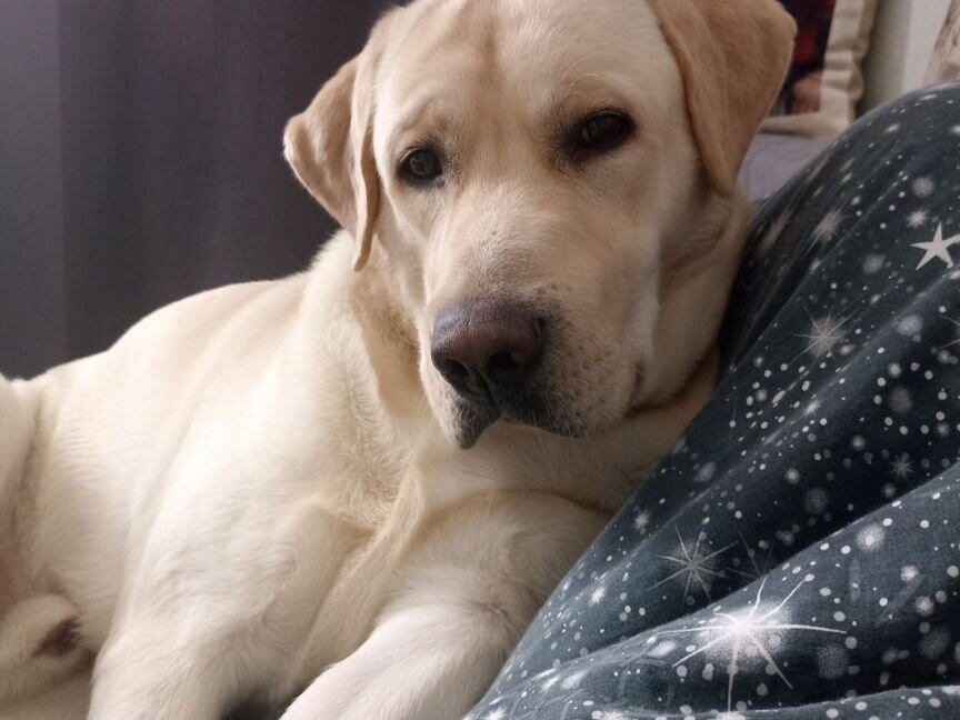 Лабрадор ищет подружку