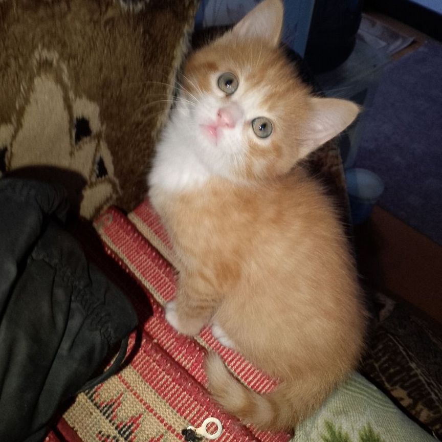 Котёнок в добрые руки