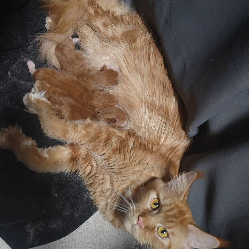 Котята мэйн кун