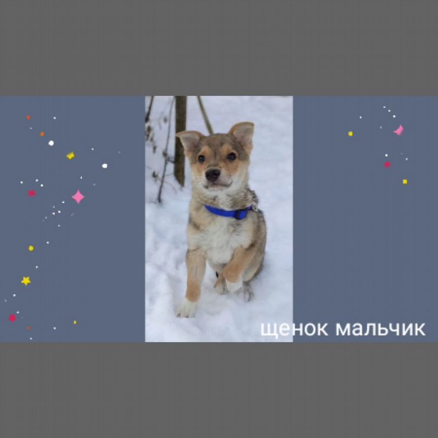 Щенки в добрые руки, доставим домой