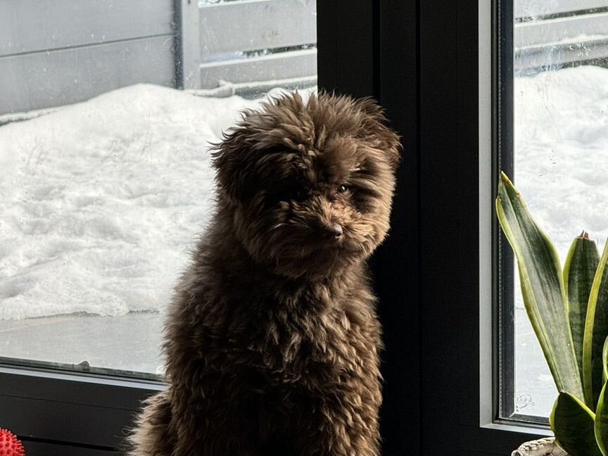 Мальтипу. Вязка. Кабель