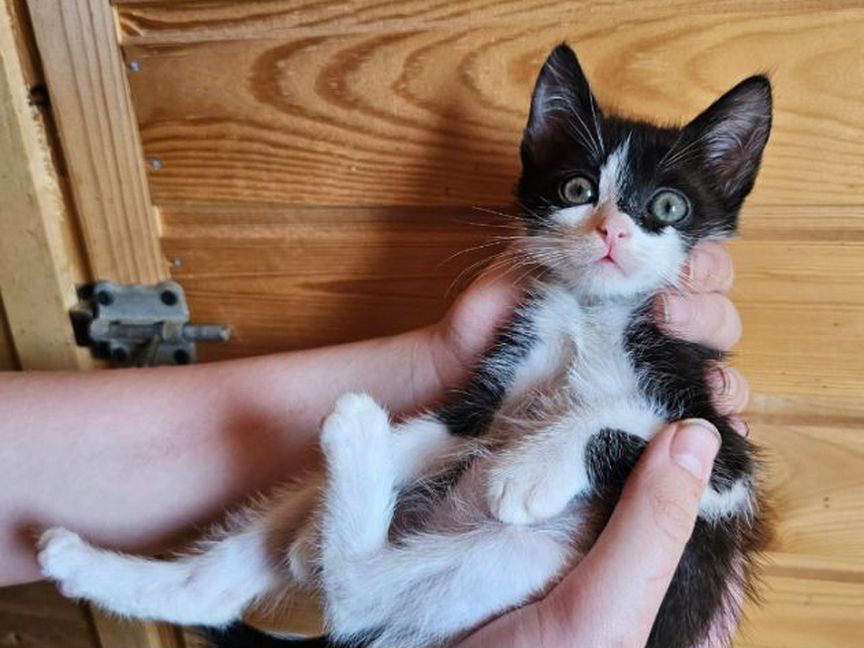 Кошка