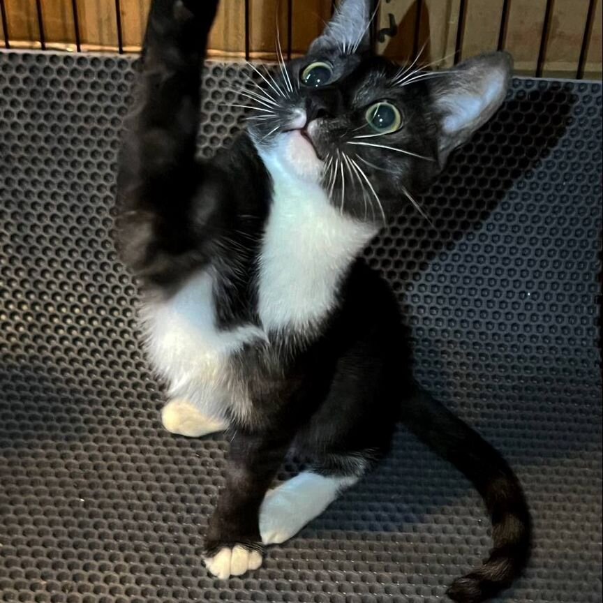 Котёнок в добрые руки