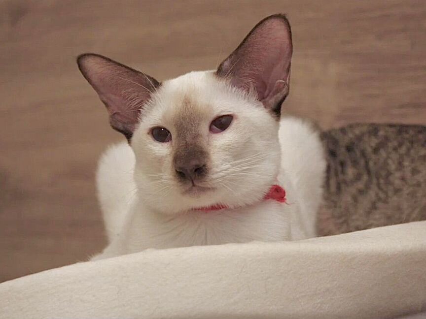 Кошки из питомника