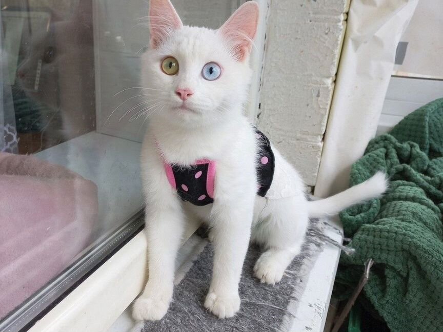 Классная девчушка Сметана