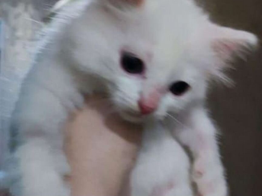 Котёнок белый полупушистый девочка