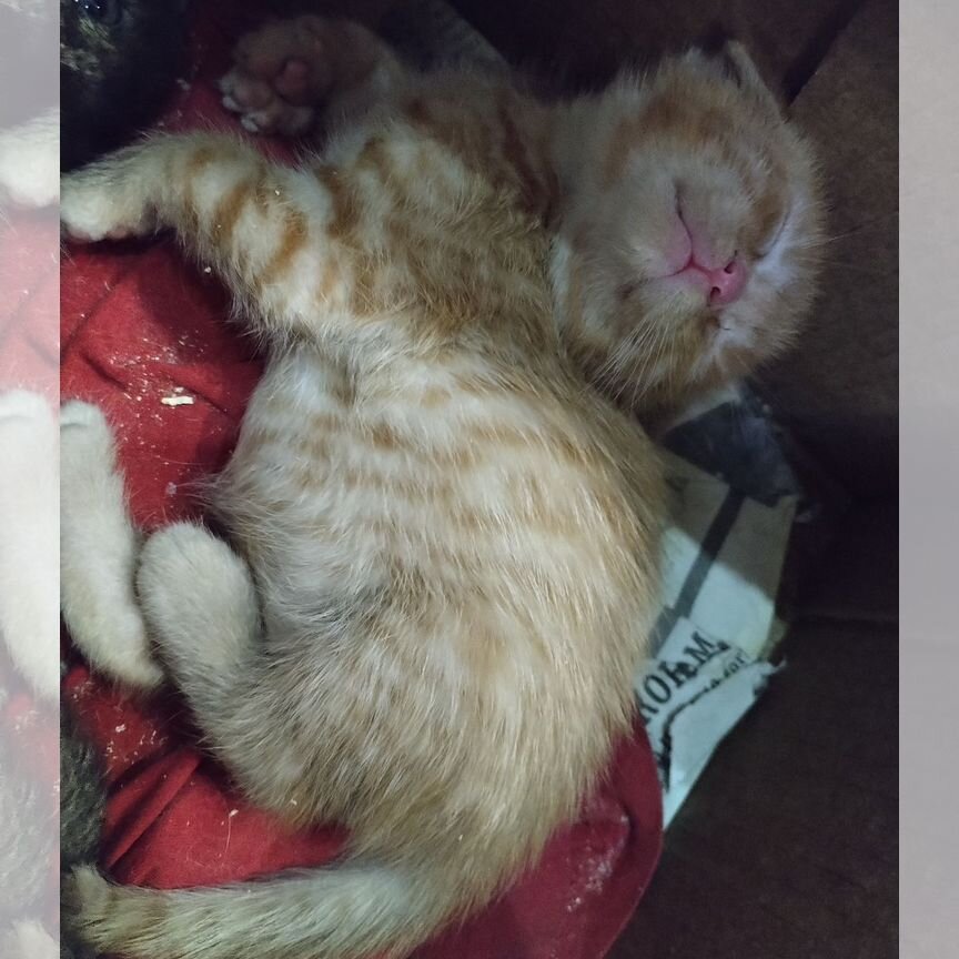 Вислоухий котик