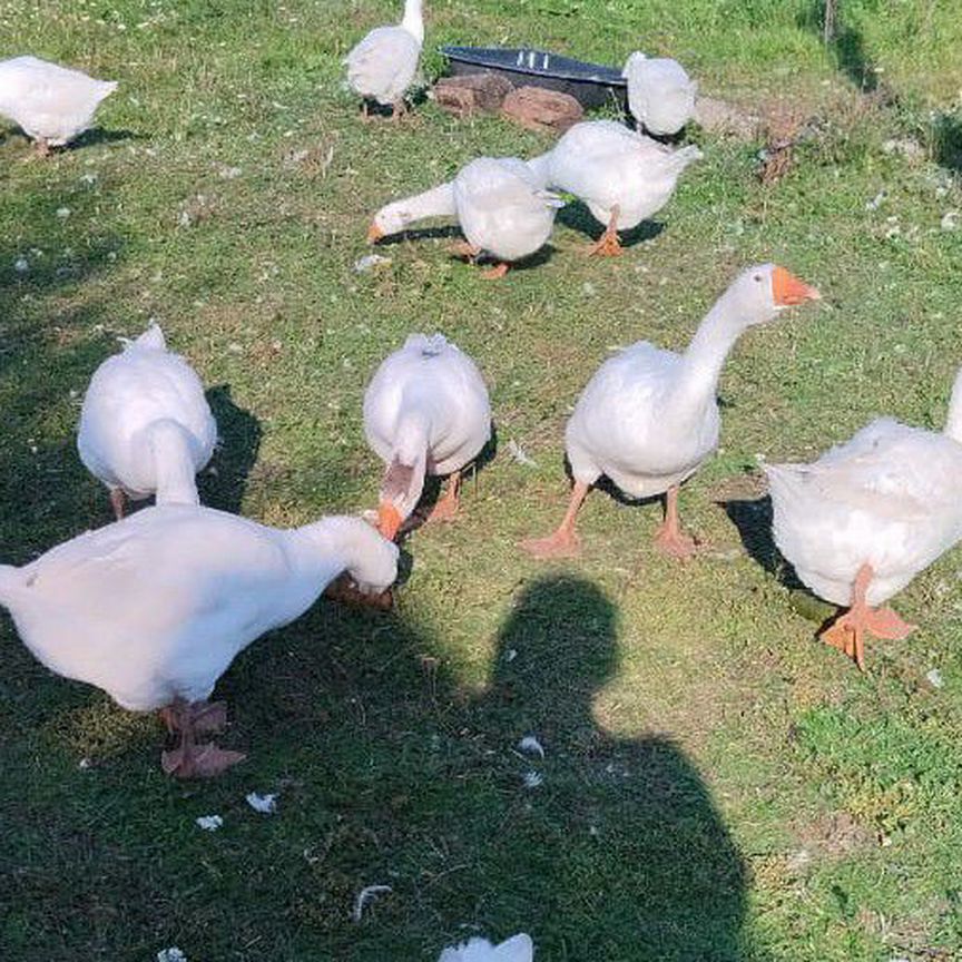 Гуси, пять месяцев 2,500за гуся