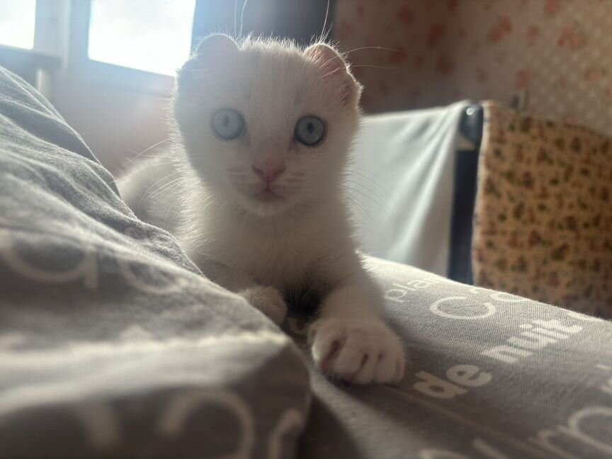 Шотландский вислоухий котенок бесплатно