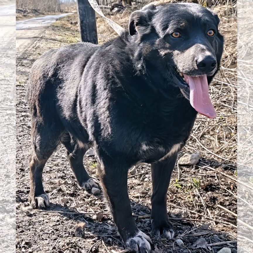 Взрослый пёс в добрые руки