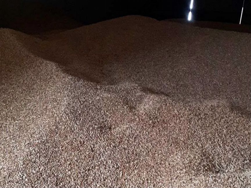 Семечко, Гречиха корма