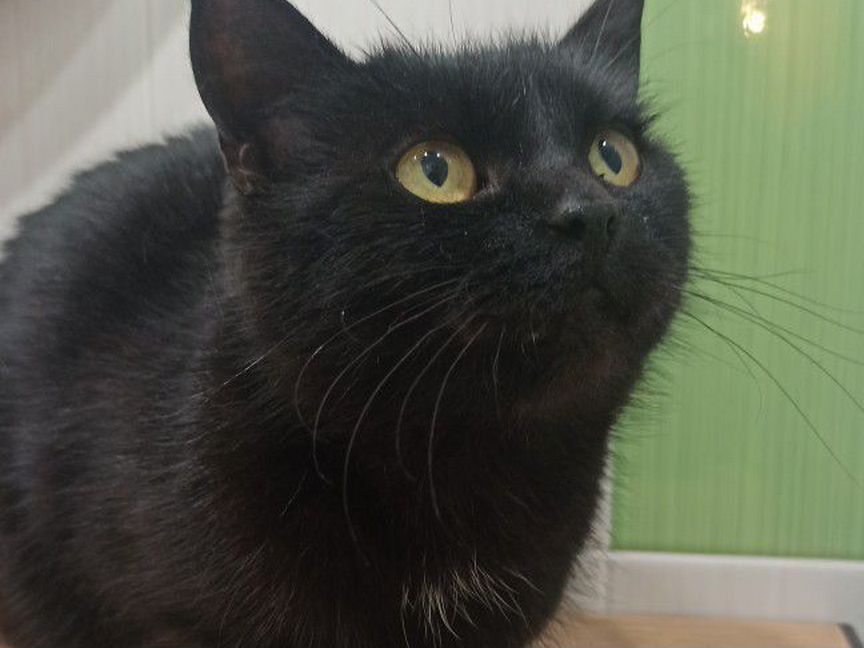 Sоs кошка Мира спасённая дачница