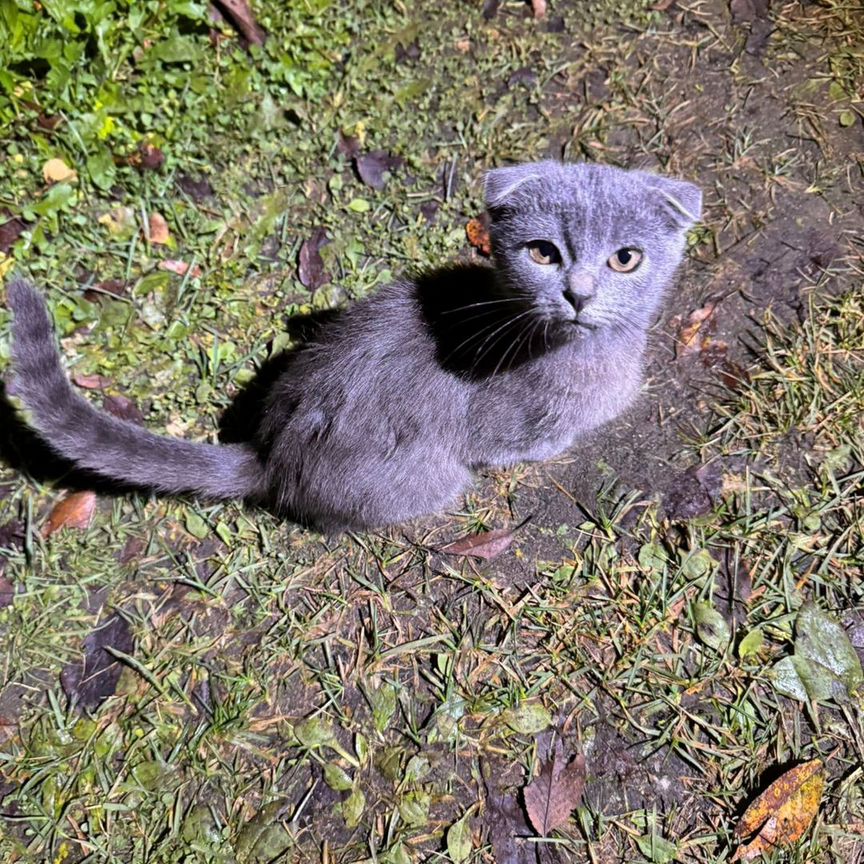 Котенок ищет дом